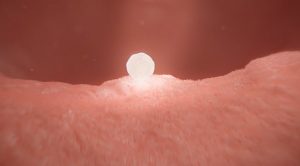 When does human life begin? - ProLife Europe